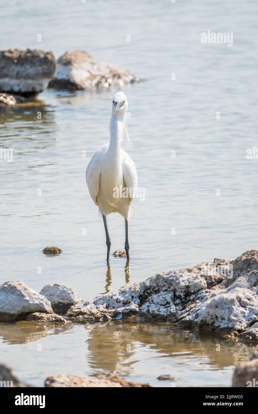Der kleine Weißreiher oder Reiher steht im See. Kleiner Weißer Reiher ...