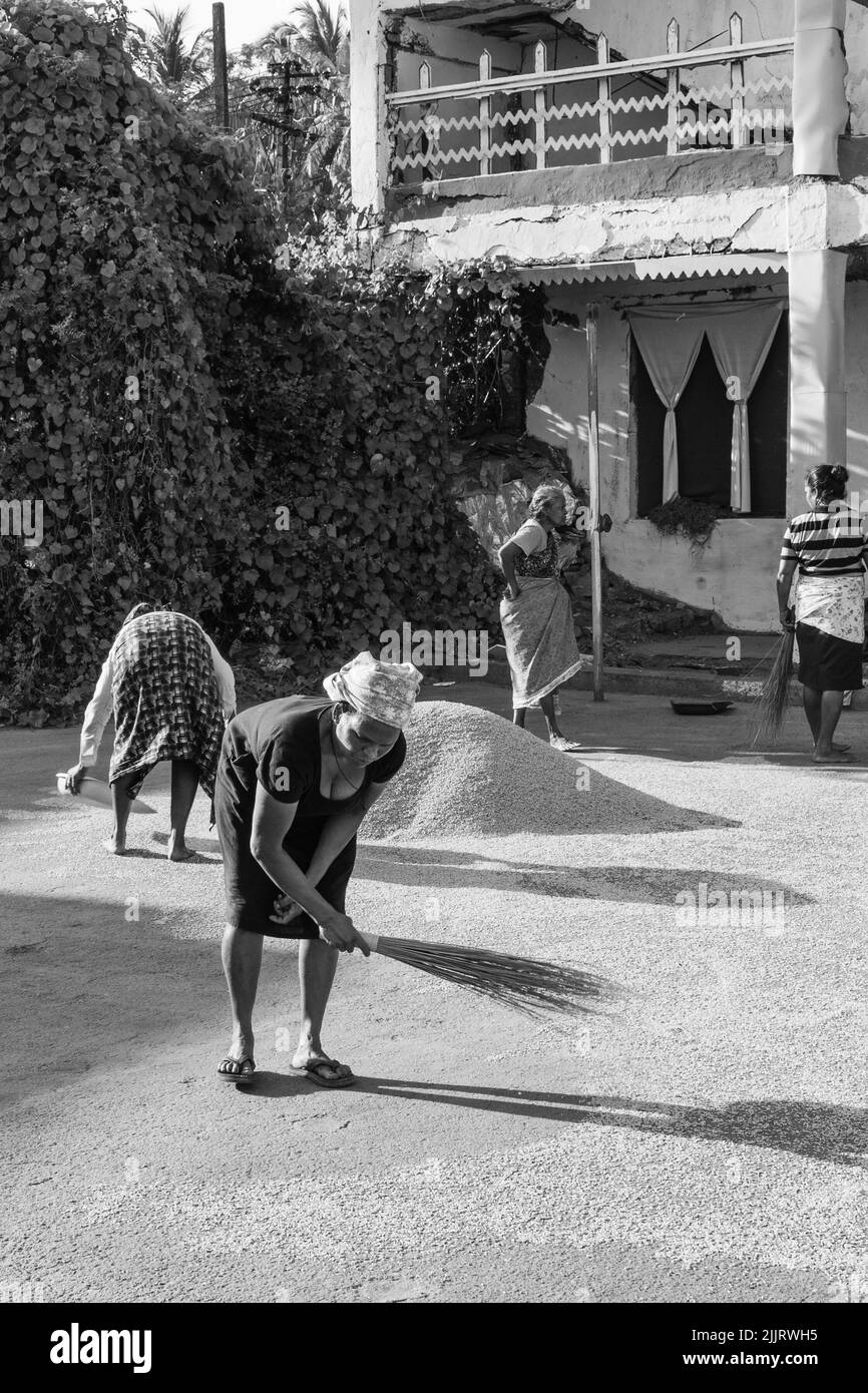 Rachol, Goa Indien- Okt 9 2021 Einheimische Bauern ernten, kochen ...