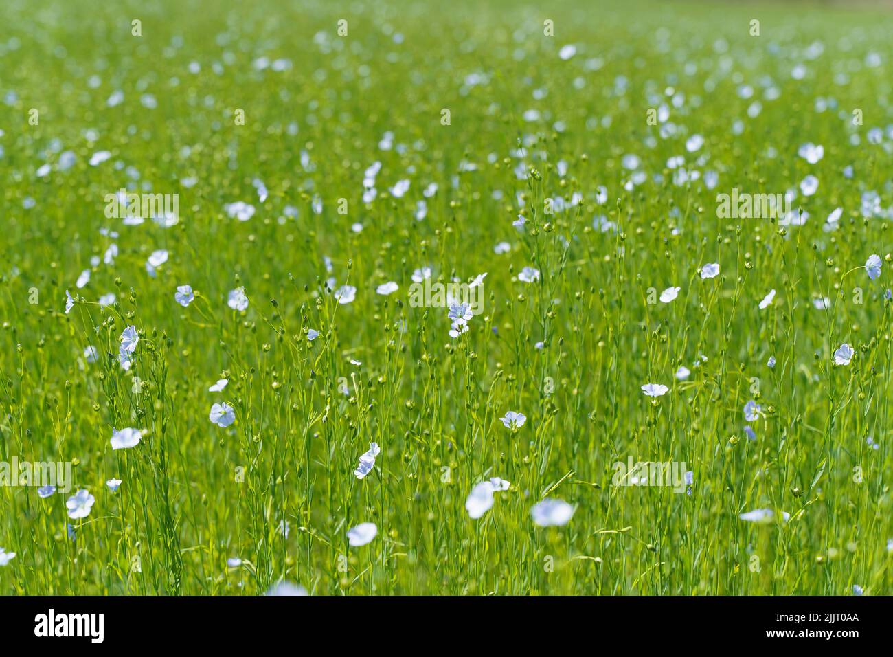 Flachsfeld in -Fotos und -Bildmaterial in hoher Auflösung – Alamy