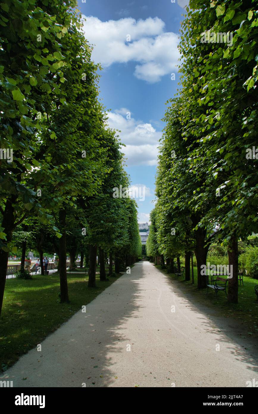 Eine vertikale Aufnahme einer Allee im Stadtpark, die an sonnigen Tagen ...