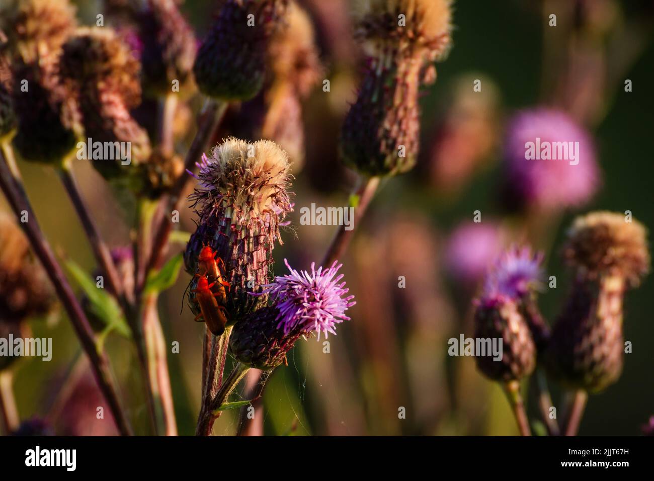Lila disteln -Fotos und -Bildmaterial in hoher Auflösung – Alamy