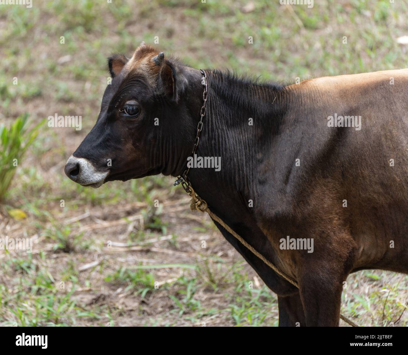 Vechur kuh -Fotos und -Bildmaterial in hoher Auflösung – Alamy