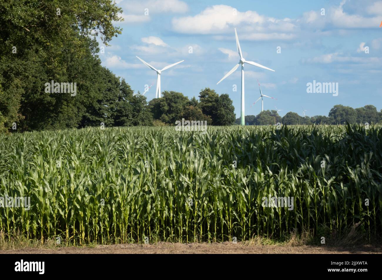 Windturbinen hinter einem Maisfeld in Bunde, Ostfriesland ...