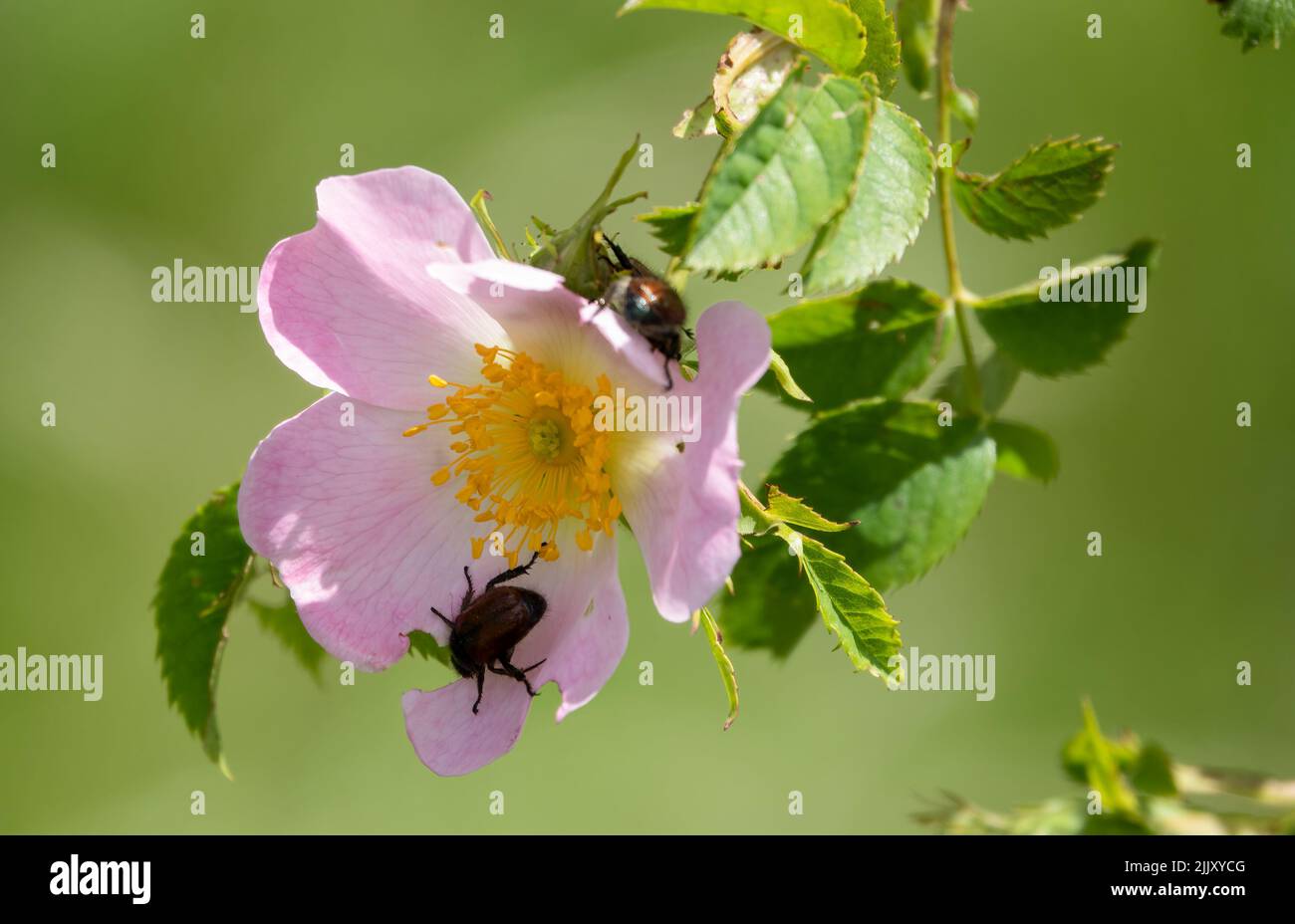 Ein Gartenkäfer (Anthriscus sylvestris), der sich von einer Hunderose ...