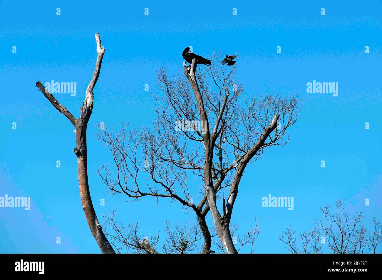 Ein australischer lauterer Bergmann (Manorina melanocephala), der ...