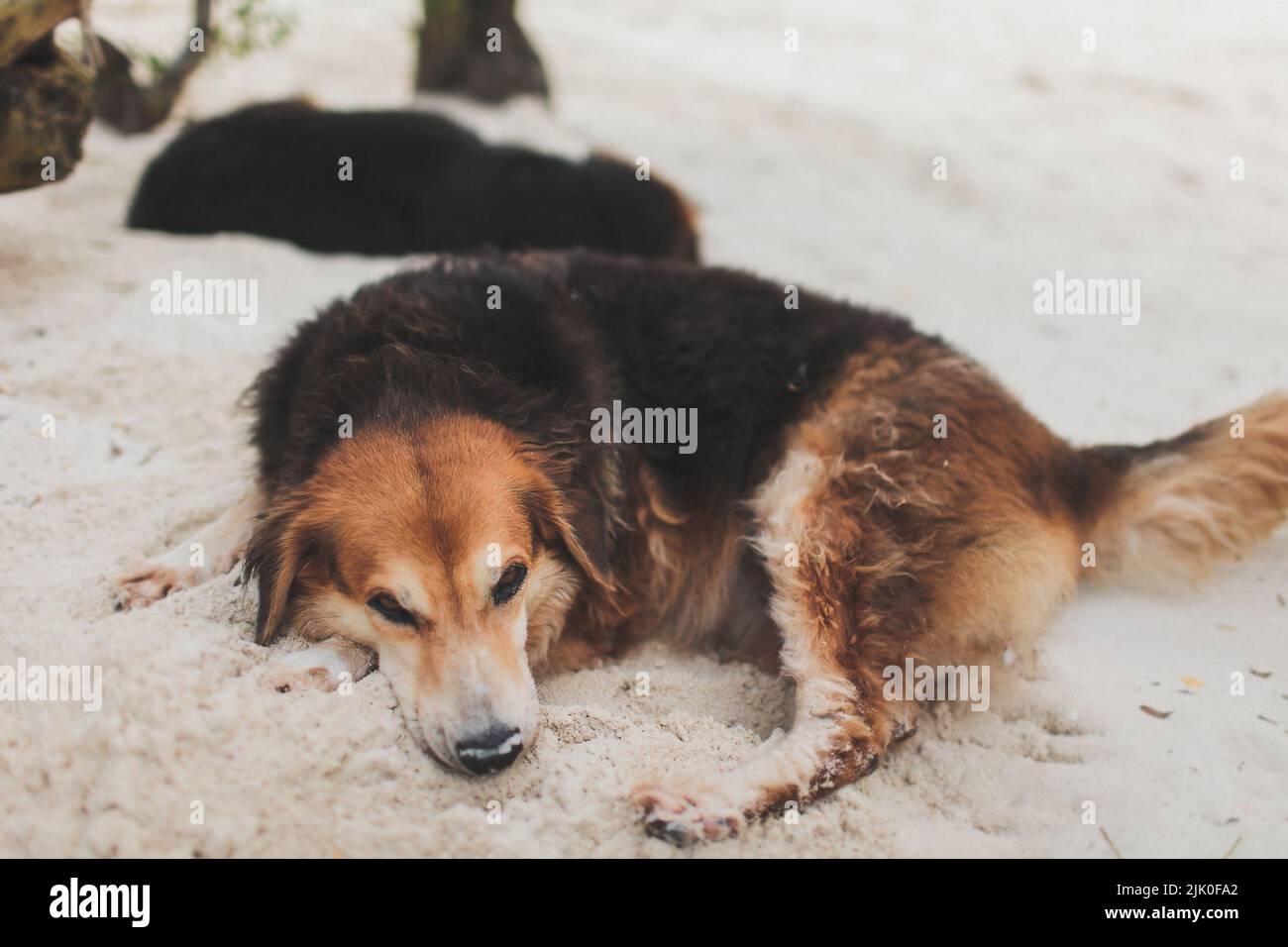 Hund liegt auf sand -Fotos und -Bildmaterial in hoher Auflösung – Alamy