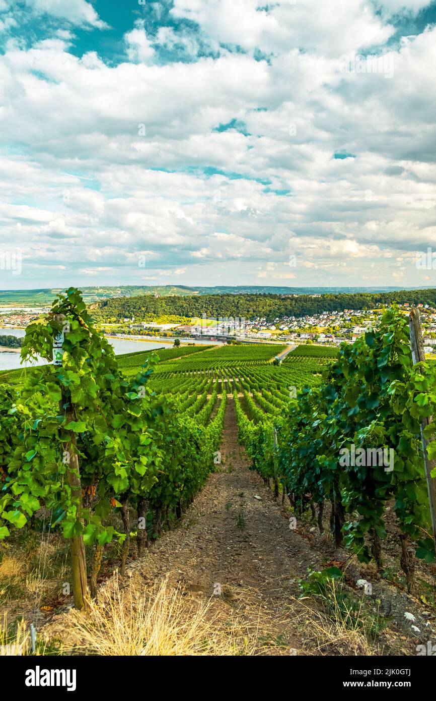 Deutschland reihen von reben in einem weinberg in a -Fotos und ...