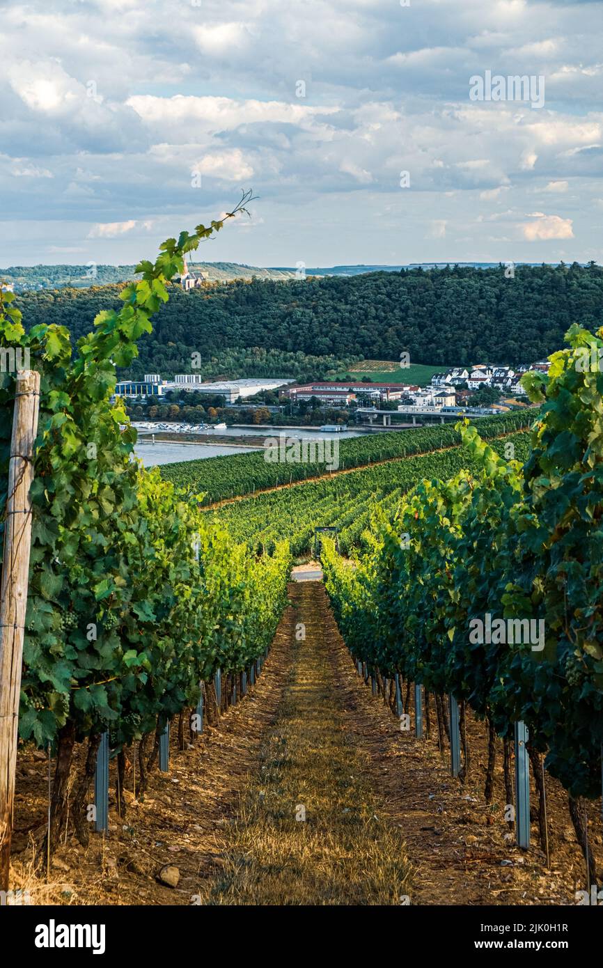 Weinberg am Flussufer an einem sonnigen Tag kurz vor der Erntezeit im ...