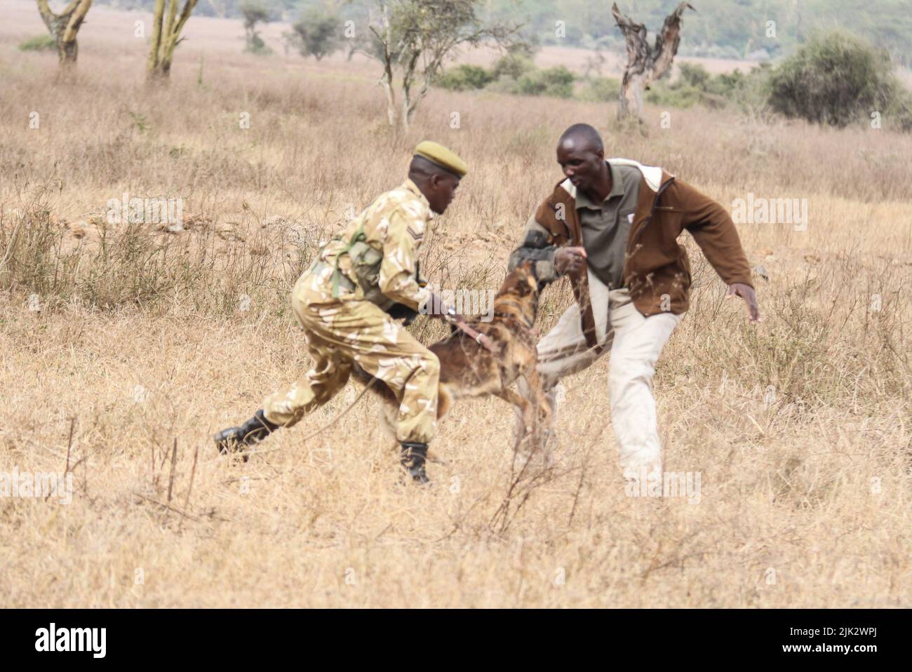 Nakuru, Kenia. 3. März 2019. Hundeführer demonstrieren, wie ein ...