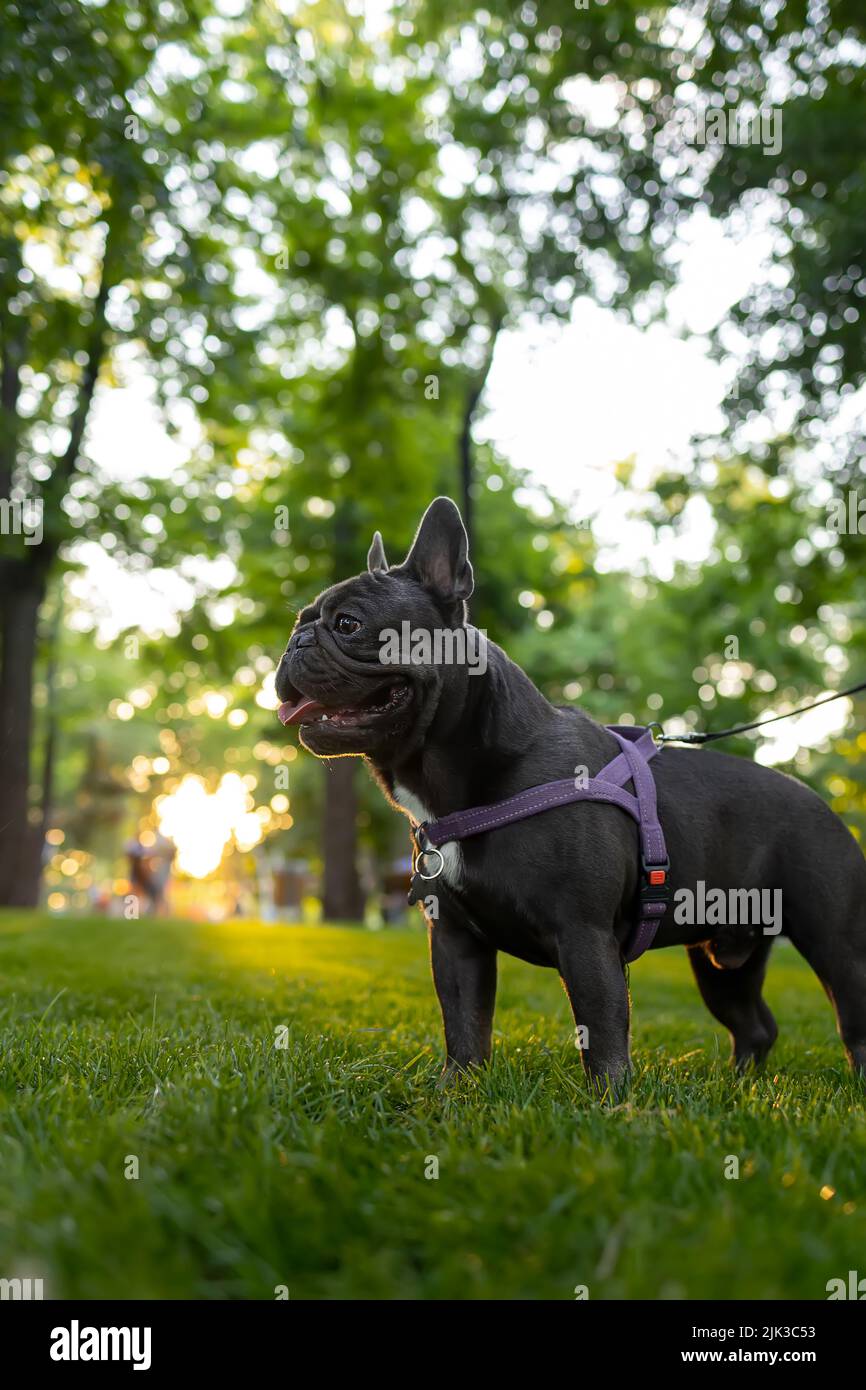 Training einer einheimischen französischen Bulldogge, die bei ...