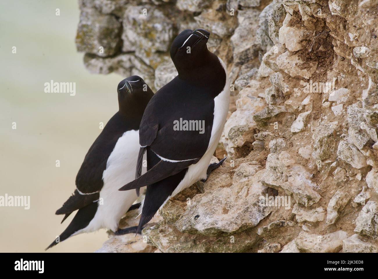 Paar tordalken -Fotos und -Bildmaterial in hoher Auflösung – Alamy