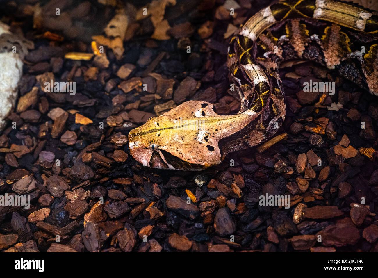 Forest puff adder -Fotos und -Bildmaterial in hoher Auflösung – Alamy