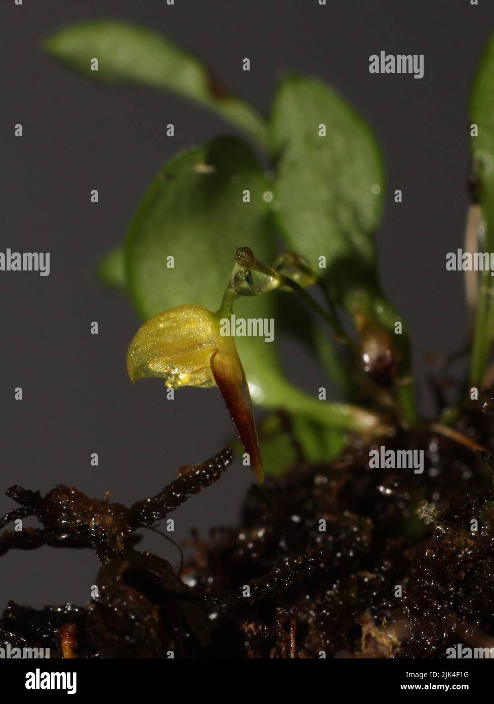 Flora colombiana -Fotos und -Bildmaterial in hoher Auflösung – Alamy