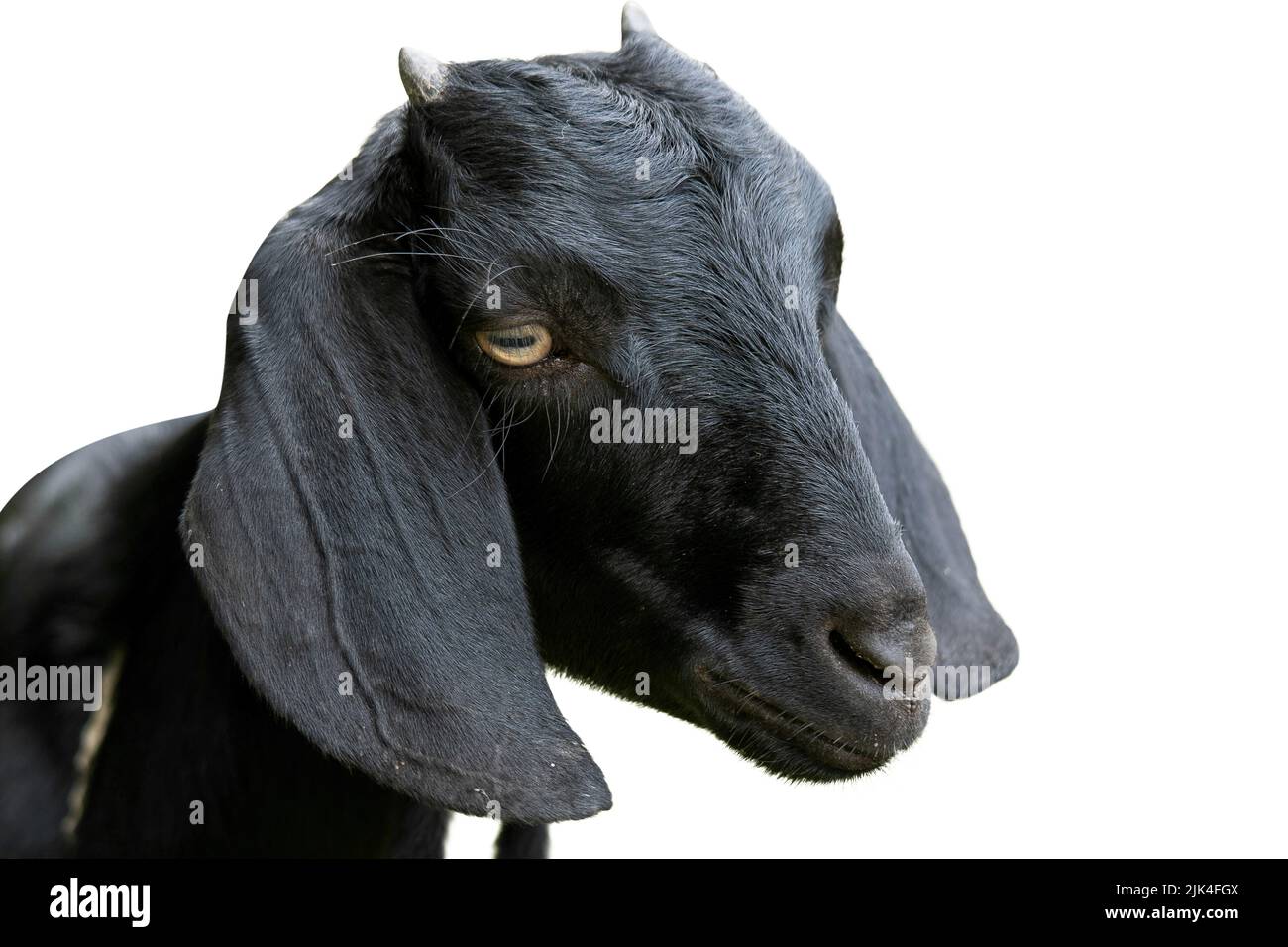 Komische ziege -Fotos und -Bildmaterial in hoher Auflösung – Alamy