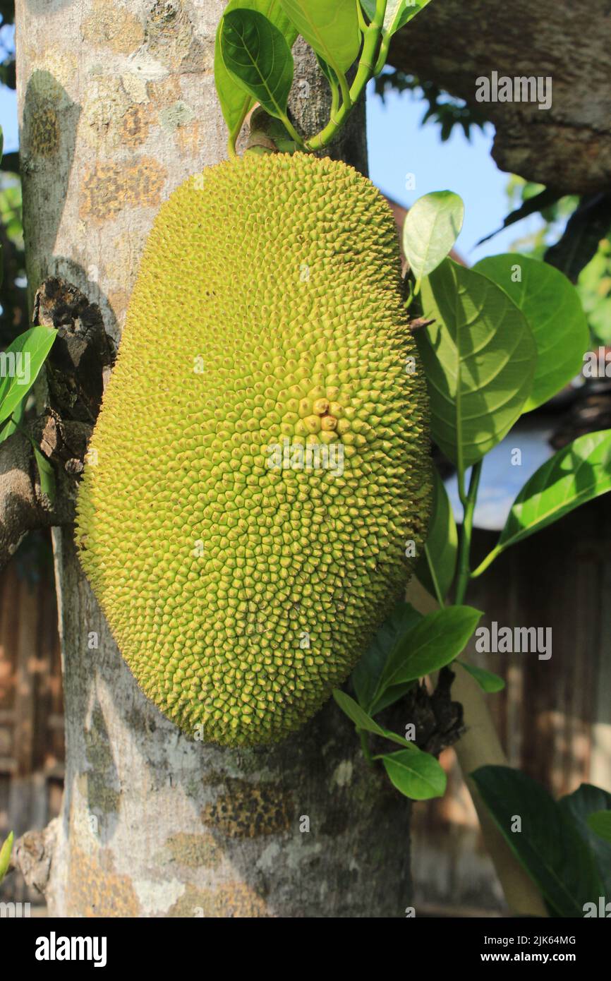 Nangka Cempedak Pre Order) Cempedak Rimba Premium (5kg/Box) Dusun