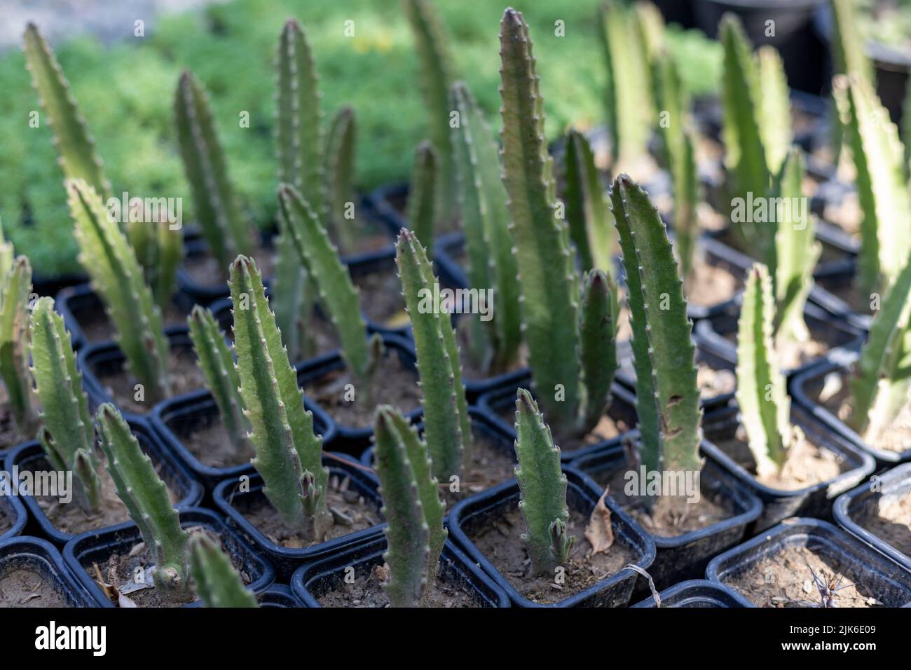 Zulu riese stapelia gigantea -Fotos und -Bildmaterial in hoher ...