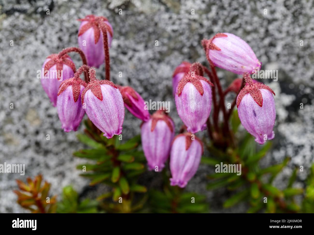 Heide blaue blüte -Fotos und -Bildmaterial in hoher Auflösung – Alamy