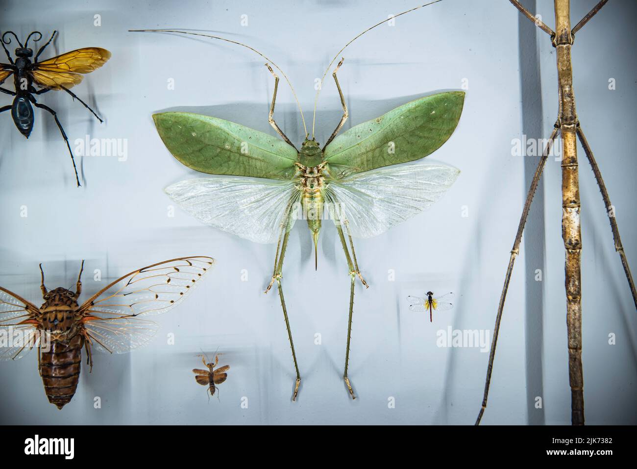 Dschungel insekten -Fotos und -Bildmaterial in hoher Auflösung - Seite ...