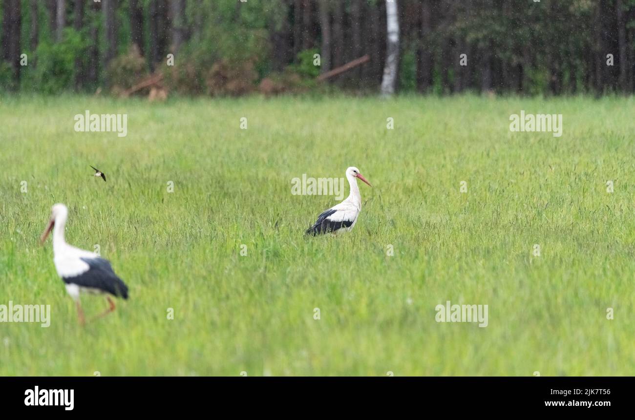 Ein Storch auf einer Wiese bei einem Nieselregen. Symbol des Frühlings ...