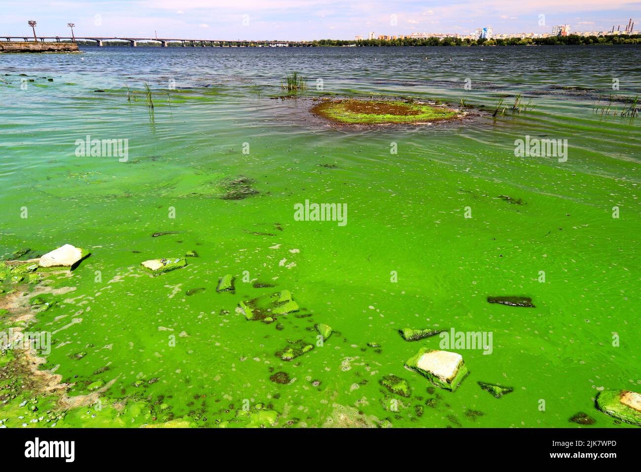Schmutziges grünes Wasser, Welle mit Algen, Problem der ...