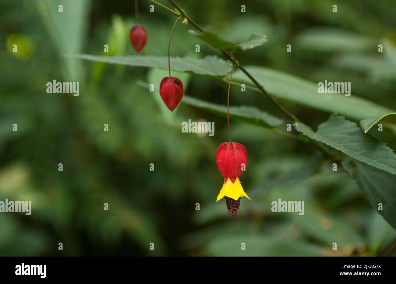Blüten: Nahaufnahme der Chinesischen Laterne - Abutilon megapotamicum ...