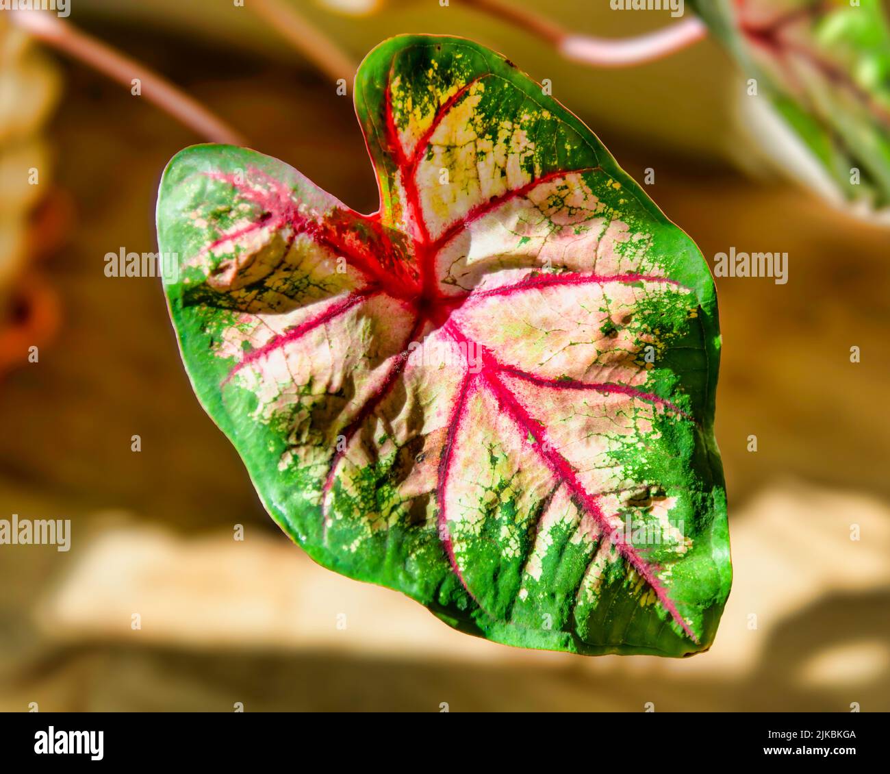 Buntes caladium -Fotos und -Bildmaterial in hoher Auflösung – Alamy