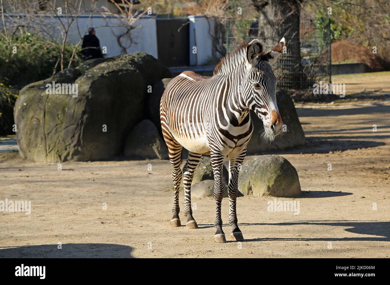Zoologischer garten berlin -Fotos und -Bildmaterial in hoher Auflösung ...