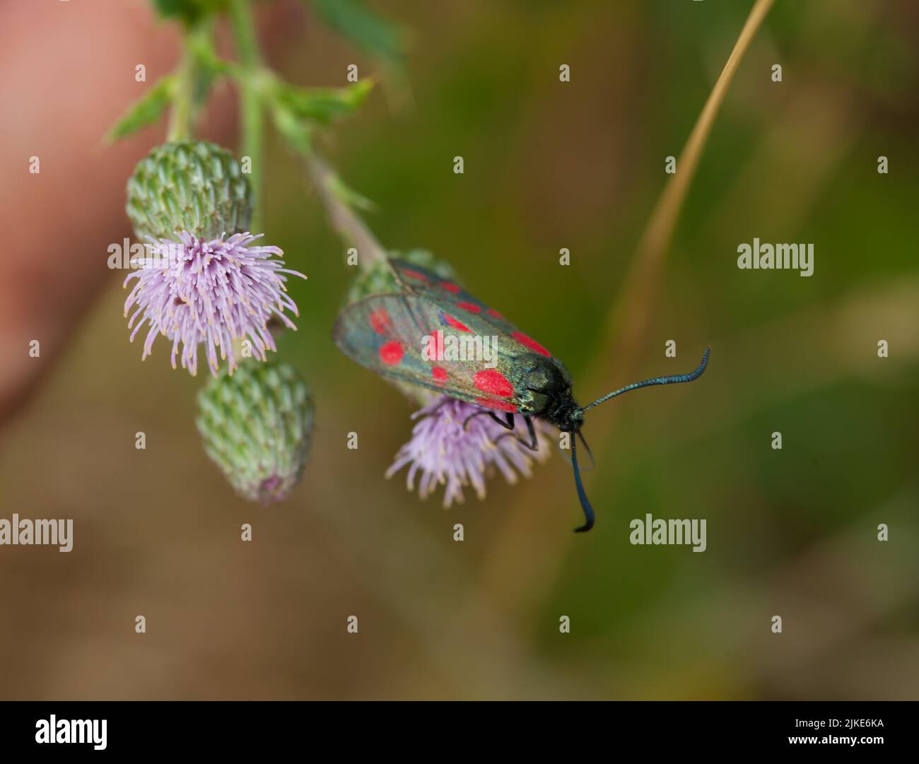 Juli 2022 - Eine sechs-Punkt-burnett-Motte ( Zygaena filipendulae ...
