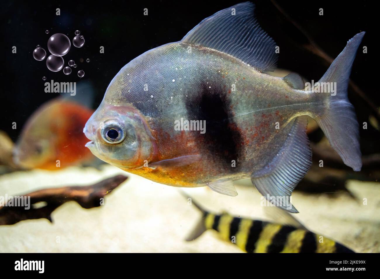 Myleus-Fische eine Gattung von Serrasalmiden aus Südamerika, die unter ...