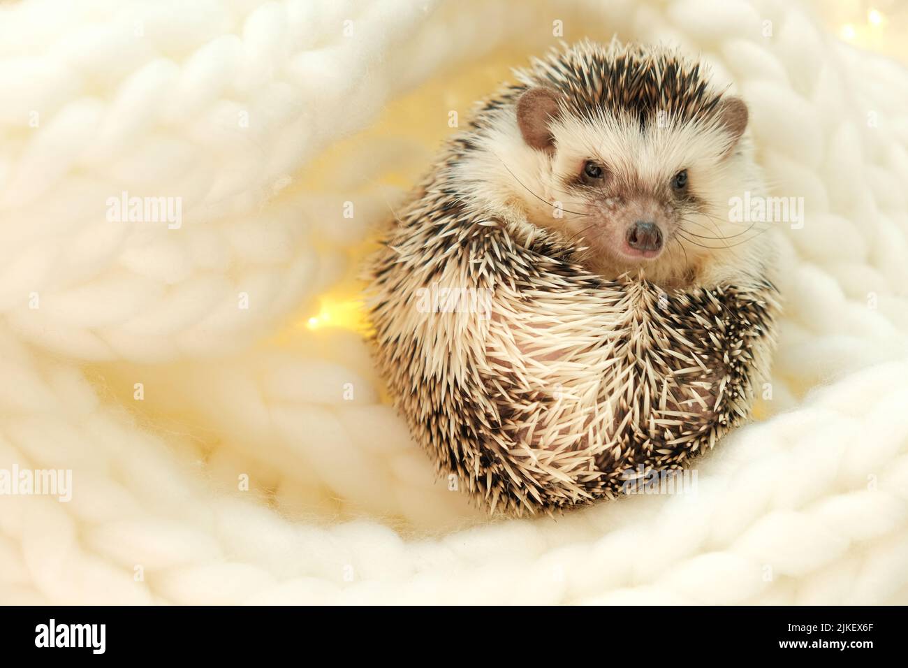 Afrikanischer weiãÿbauchigel -Fotos und -Bildmaterial in hoher Auflösung – Alamy