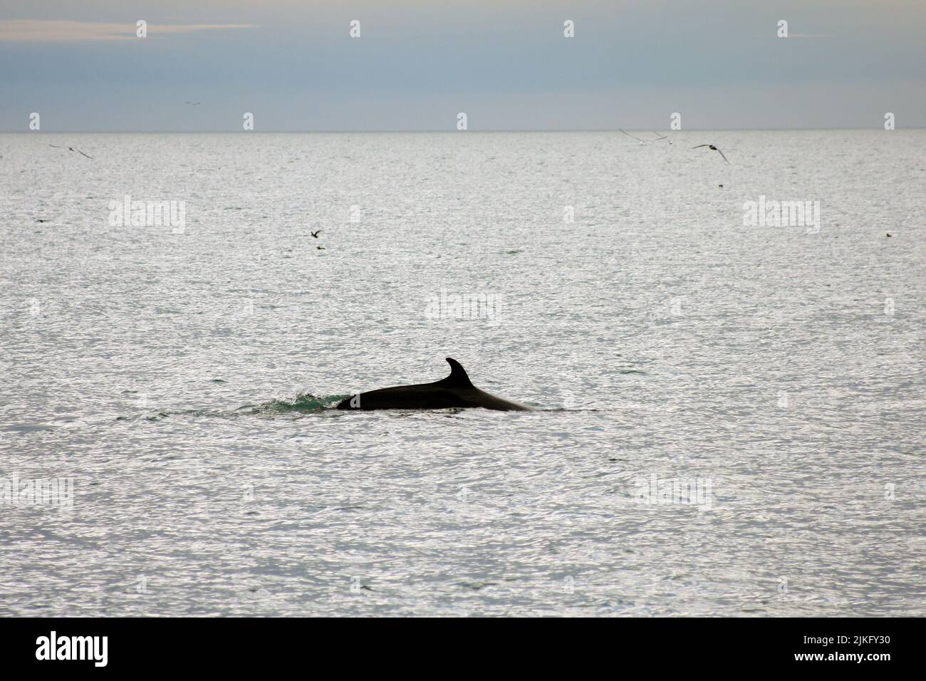 Zwergwal balaenoptera acutorostrata -Fotos und -Bildmaterial in hoher ...