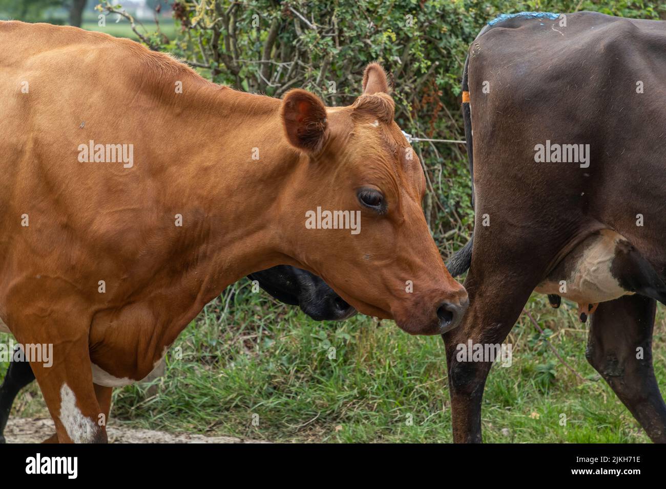 Melkerin im kuhstall -Fotos und -Bildmaterial in hoher Auflösung – Alamy