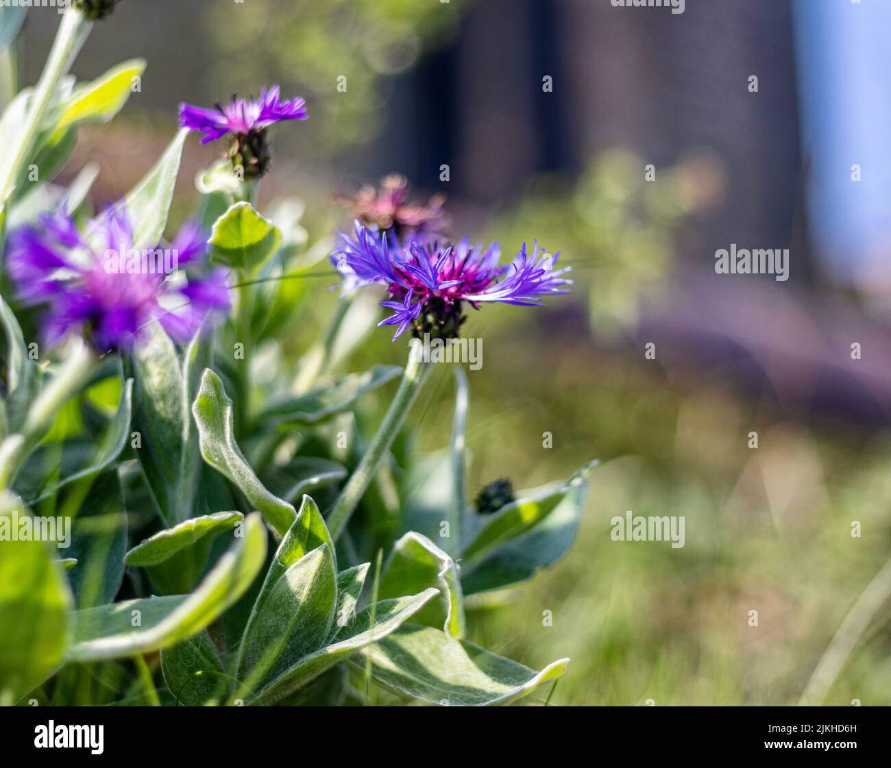 Lila disteln -Fotos und -Bildmaterial in hoher Auflösung – Alamy