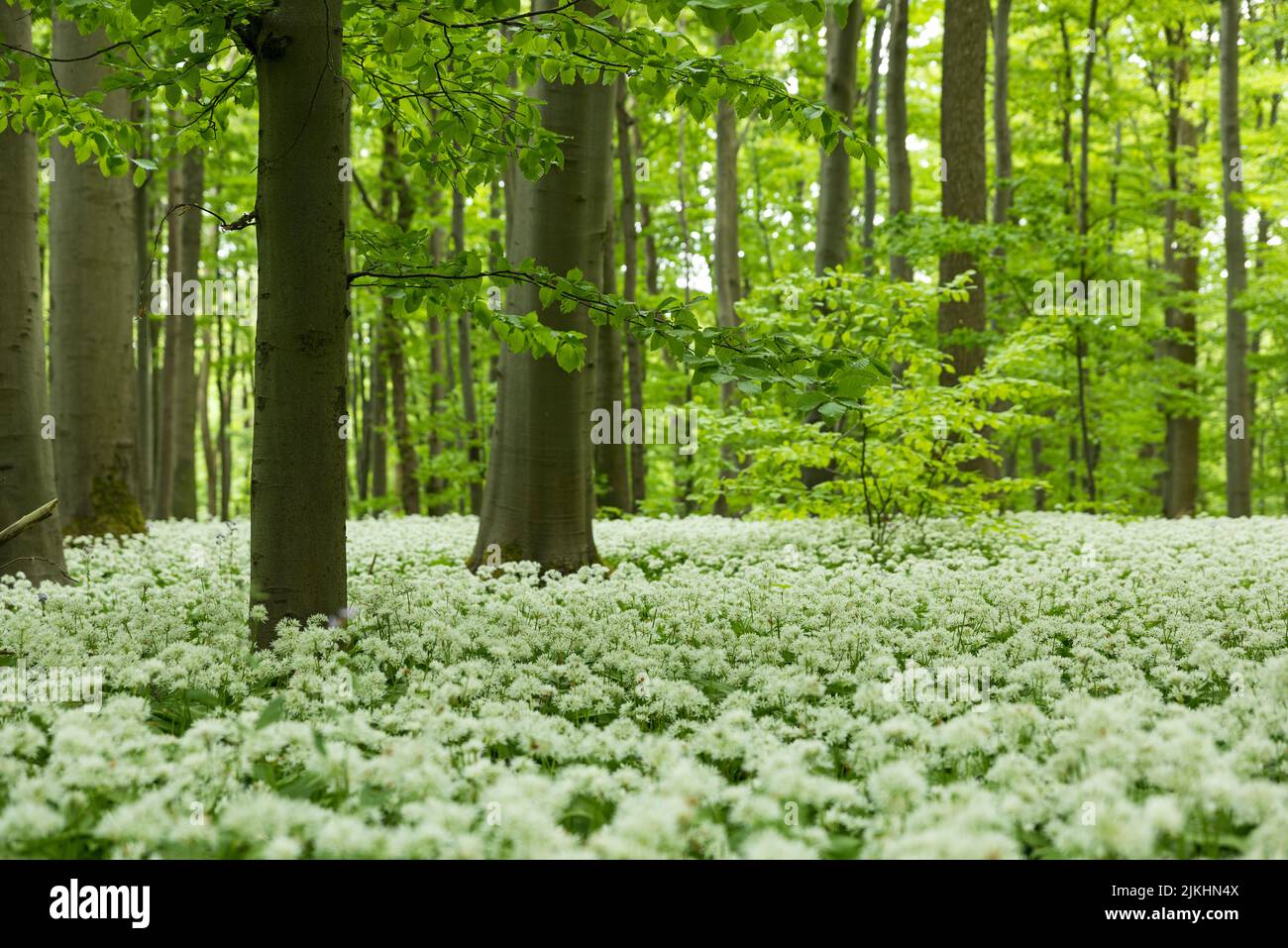 Frühlingsgrüner Buchenwald, ein Teppich aus wilden Knoblauchblüten bedeckt den Waldboden ...