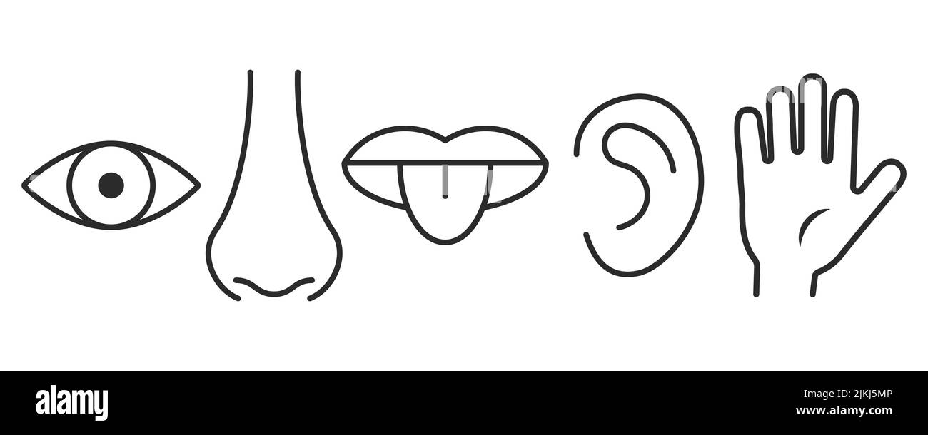 Anatomie des geschmacks Ausgeschnittene Stockfotos und -bilder - Seite ...