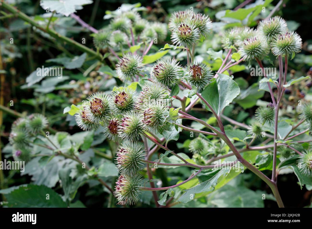 Gemeinsame klette -Fotos und -Bildmaterial in hoher Auflösung – Alamy