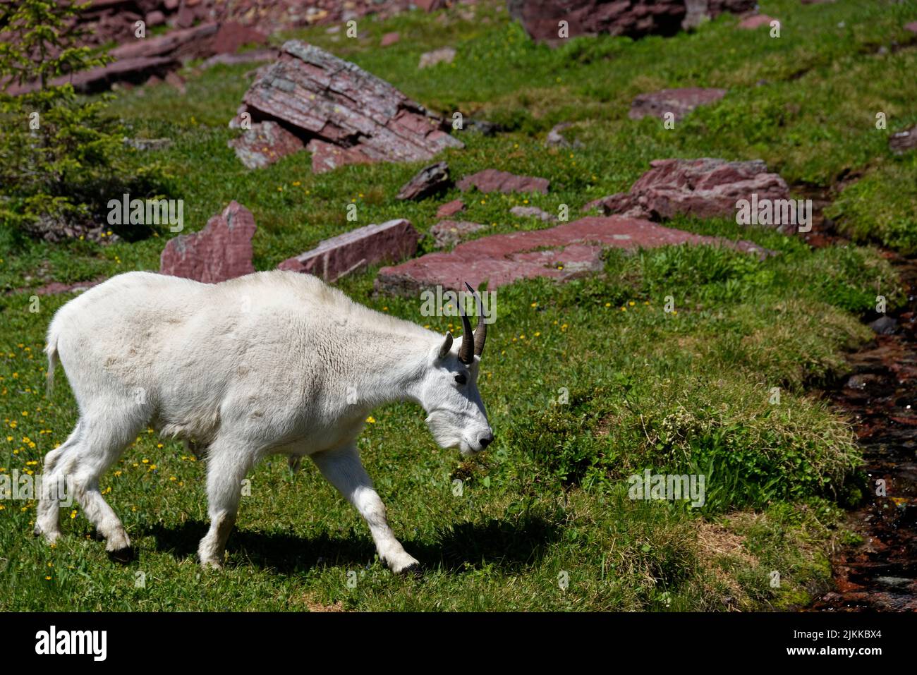 Bergziege im glacier national park -Fotos und -Bildmaterial in hoher ...