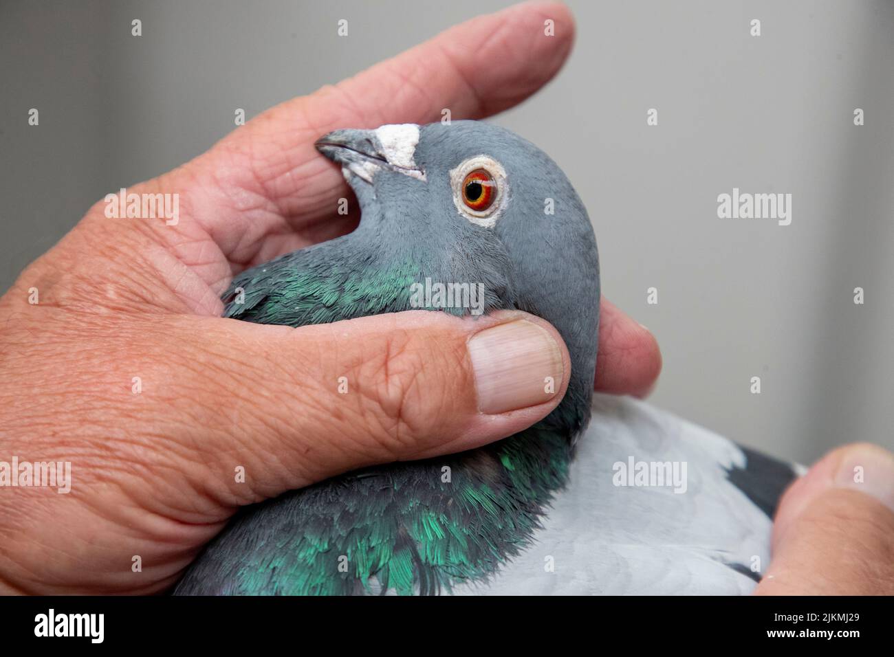 Abbildung Bild zeigt die Infrastruktur eines Taubenhalters, in Wichelen ...