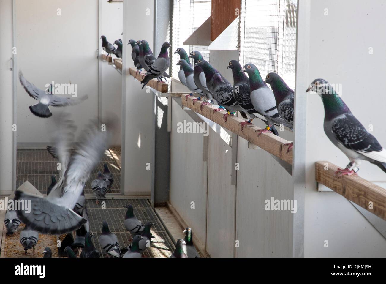 Abbildung Bild zeigt die Infrastruktur eines Taubenhalters, in Wichelen ...
