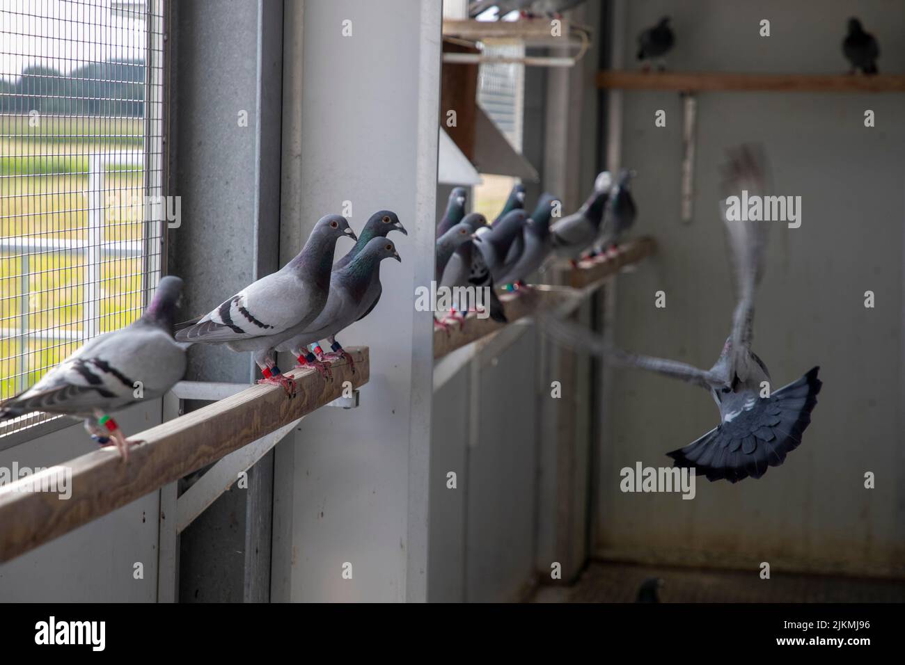 Abbildung Bild zeigt die Infrastruktur eines Taubenhalters, in Wichelen ...