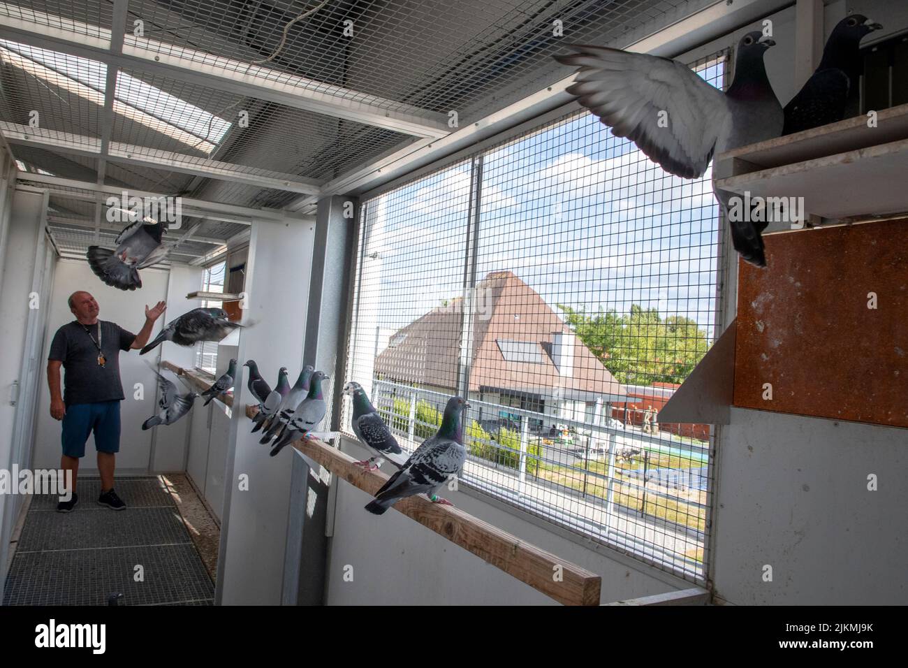 Abbildung Bild zeigt die Infrastruktur eines Taubenhalters, in Wichelen ...