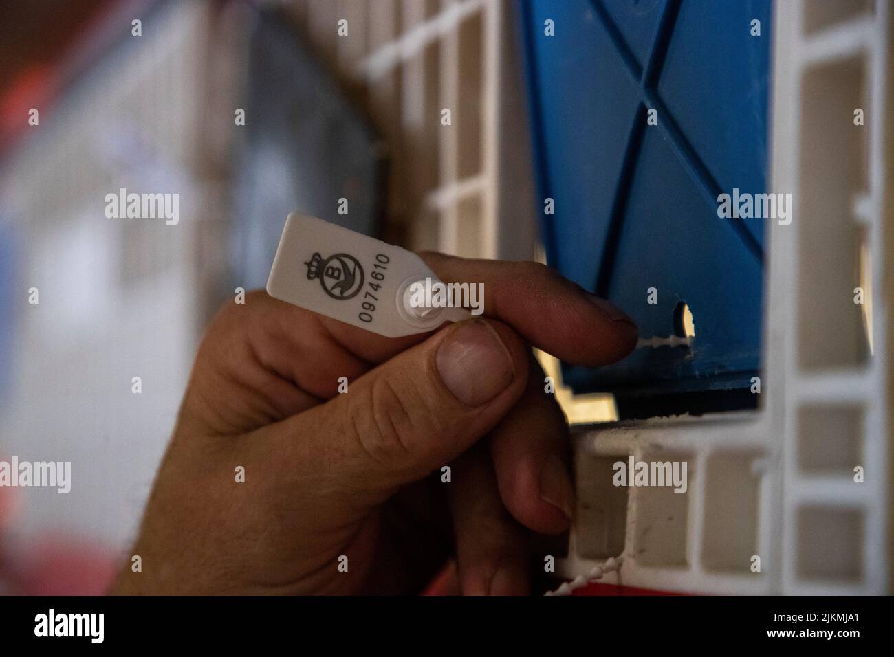 Die Abbildung zeigt das Einsaalen der Tauben vor einem Trainingsflug im ...