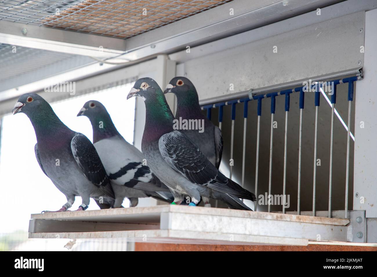 Abbildung Bild zeigt die Infrastruktur eines Taubenhalters, in Wichelen ...