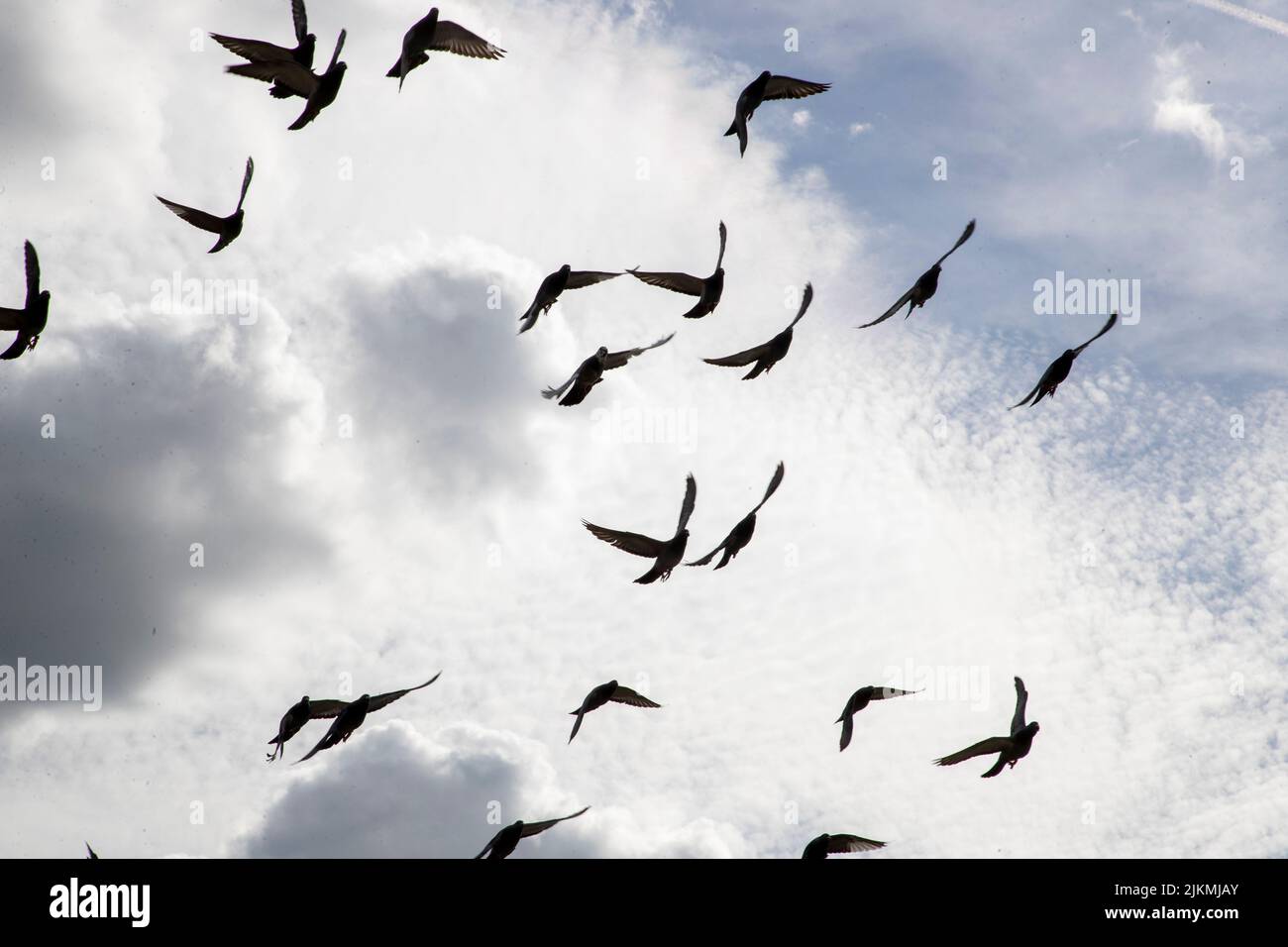 Tauben voyageurs -Fotos und -Bildmaterial in hoher Auflösung – Alamy