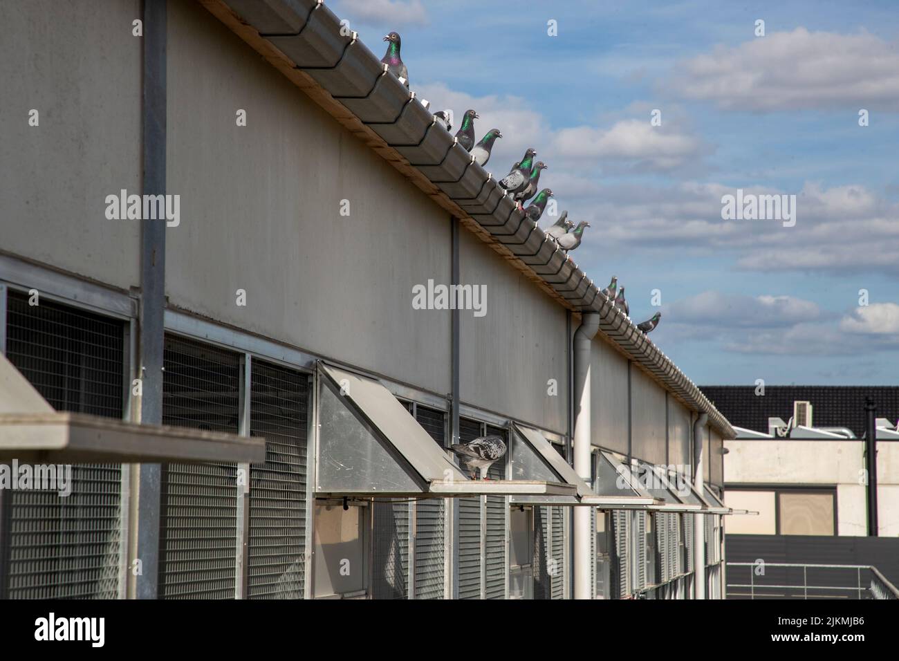 Abbildung Bild zeigt die Infrastruktur eines Taubenhalters, in Wichelen ...