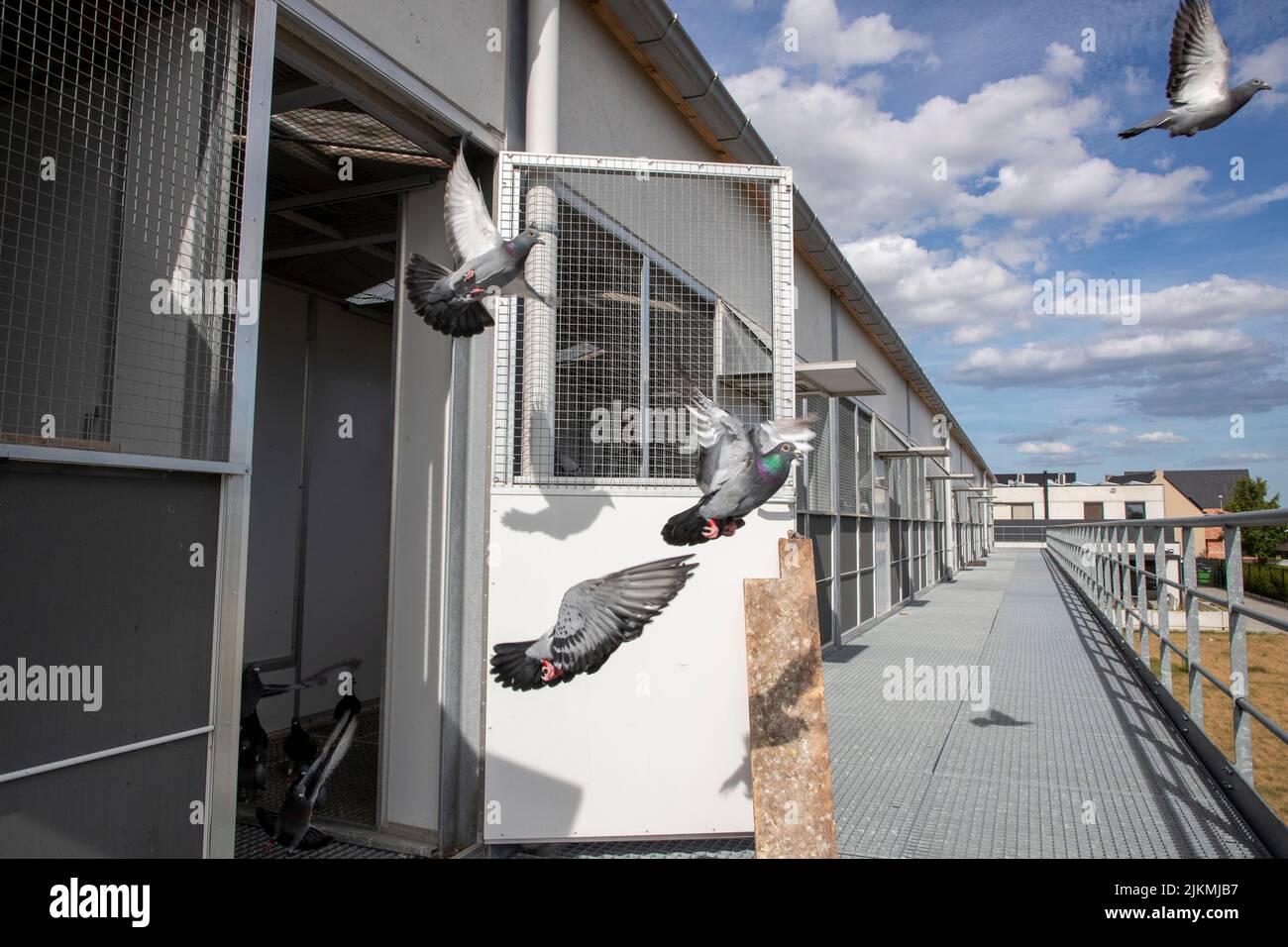 Abbildung Bild zeigt die Infrastruktur eines Taubenhalters, in Wichelen ...