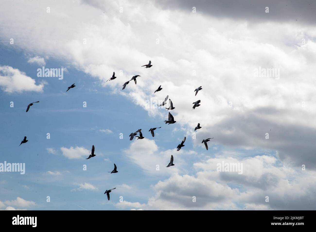 Tauben fliegen um die Infrastruktur eines Taubenhalters, in Wichelen ...