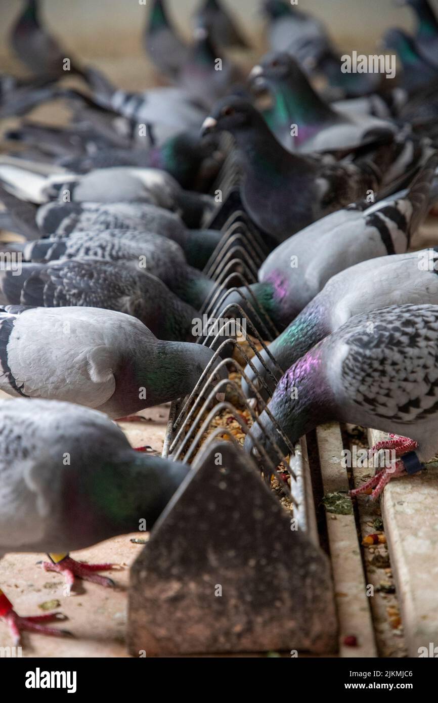 Abbildung Bild zeigt die Infrastruktur eines Taubenhalters, in Wichelen ...