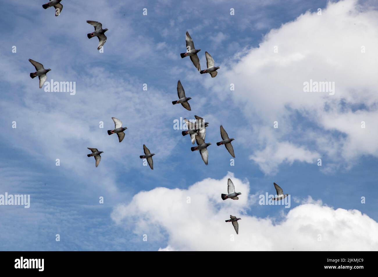 Tauben fliegen um die Infrastruktur eines Taubenhalters, in Wichelen ...