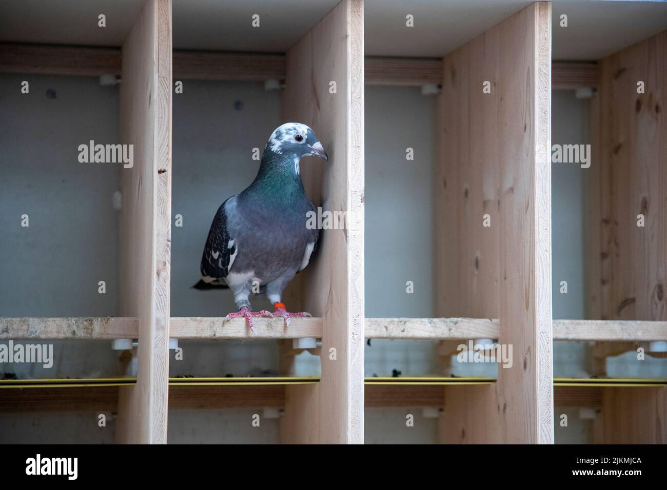 Tauben voyageurs -Fotos und -Bildmaterial in hoher Auflösung – Alamy